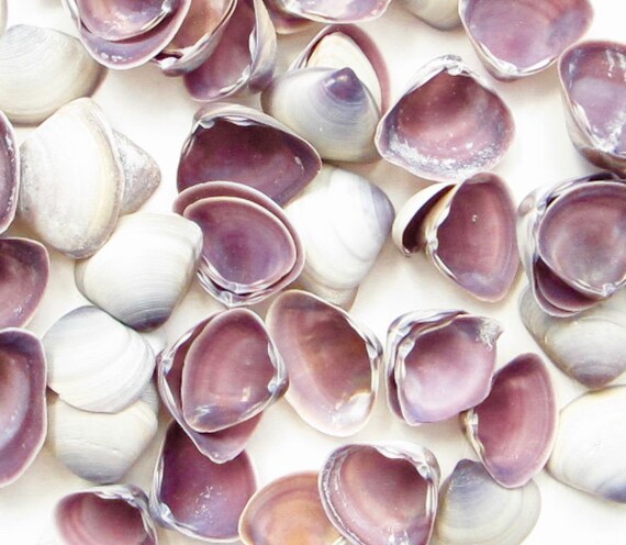 Purple Baby Clams-34-1-Purple Clam Shells-Purple Seashells-Crafting ...