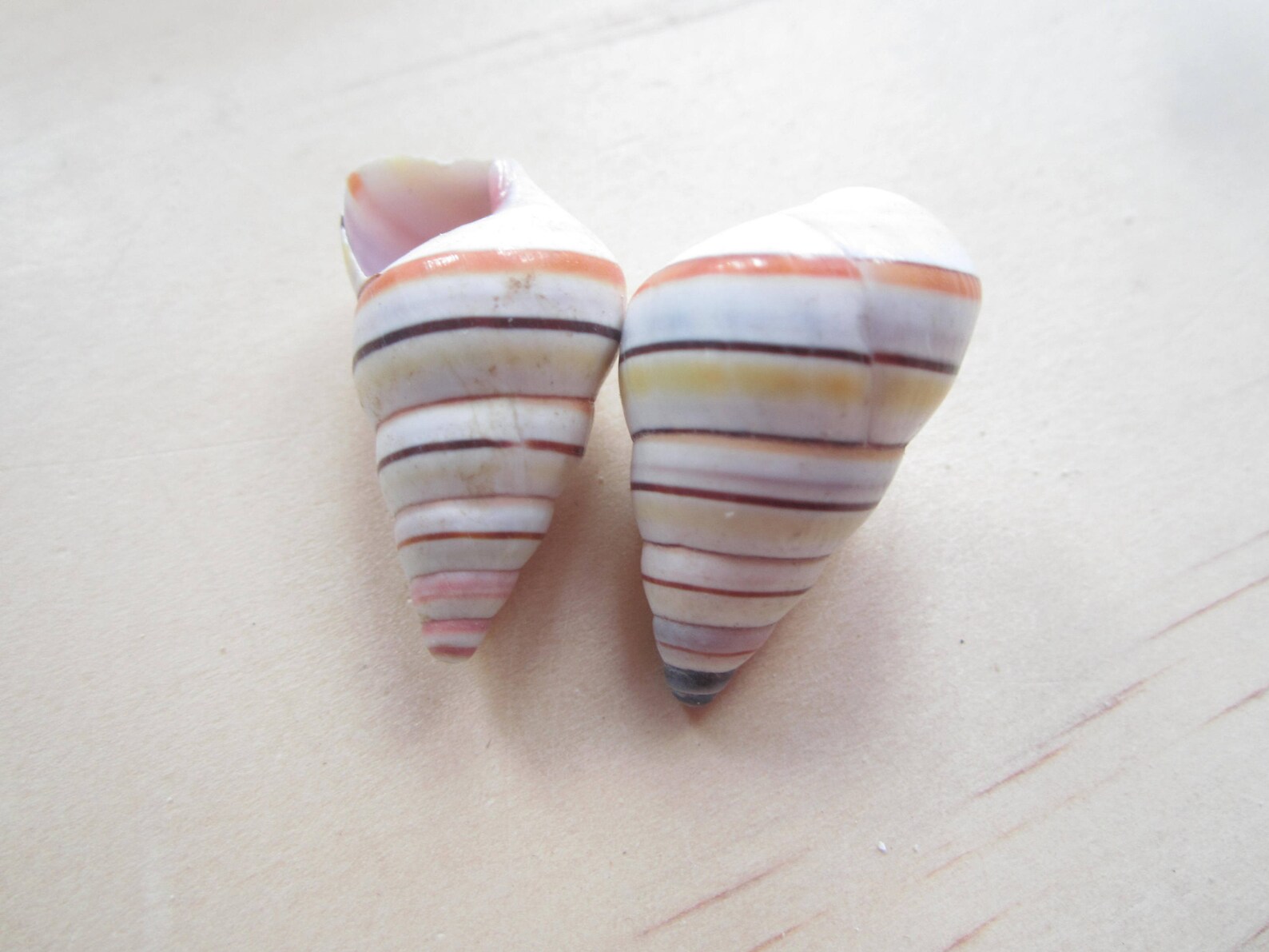 Candy Cane Land Snail Shells-Linguus Virgineus-Striped Tree | Etsy