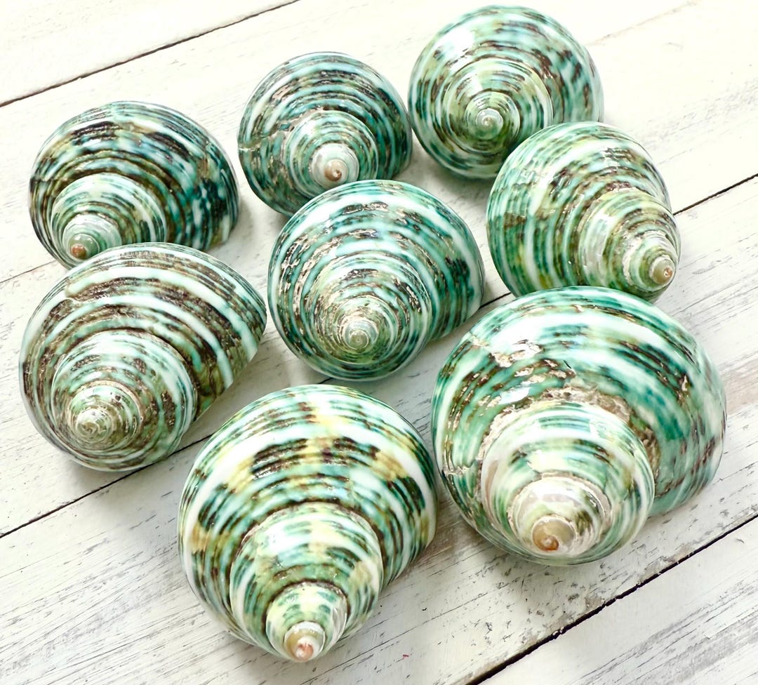 Green Turbo Shells-polished Turbo Shells-shells for Crafting-beach ...