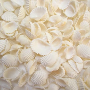 Ark Shells-Baby Ark Shells-Mini Shells for Crafting-Small | Etsy