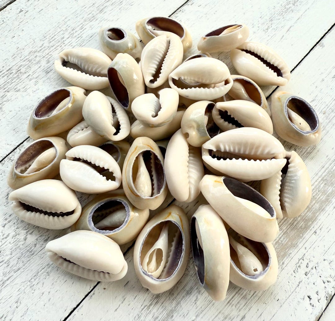 Cowrie Shells-crafting Shells-natural Shells-jewerly Supplies-shells ...