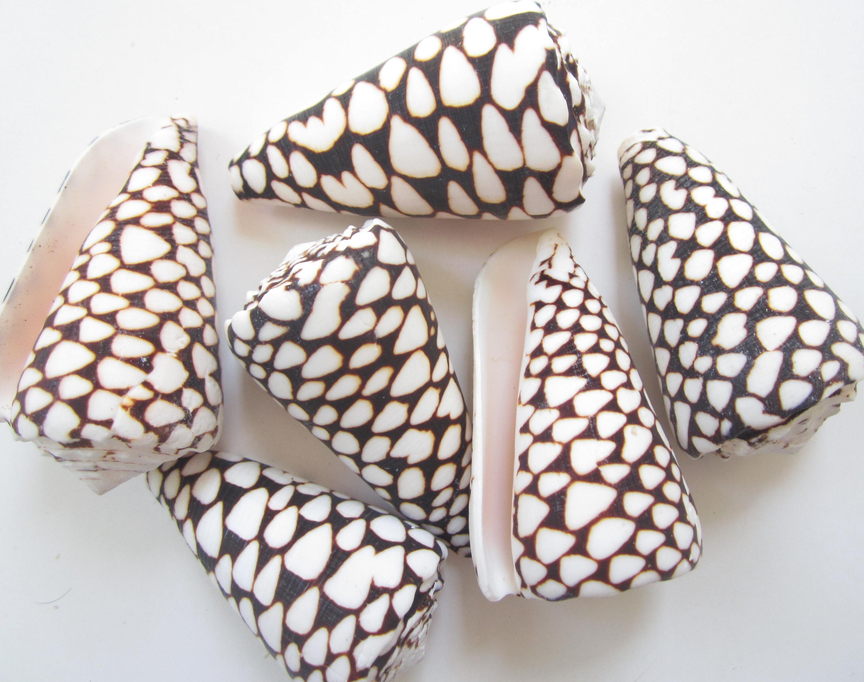 Marble Cone Shell-conus Marmoreus-sea Shells for - Etsy