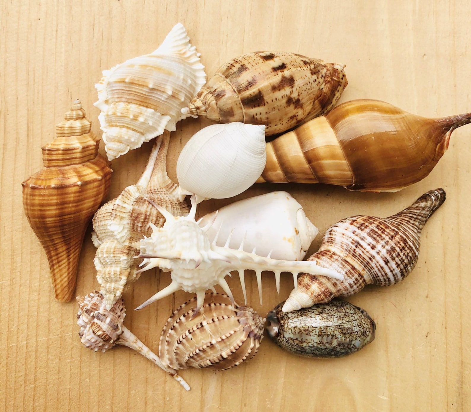 Sea Shell Mix-sea Shells Bulk-craft Sea Shells-beach Wedding - Etsy