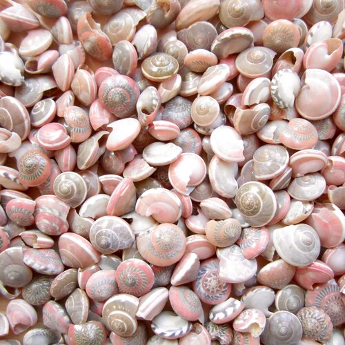 Asst Sea Shell Mix-1/2 Pound-beach Wedding Decor-sea Shells - Etsy