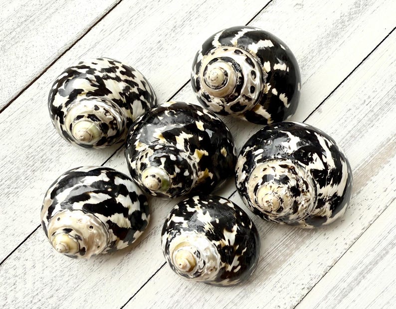 Magpie Turbo Shell: Black and White Sea Shell (1.5-2") - Etsy
