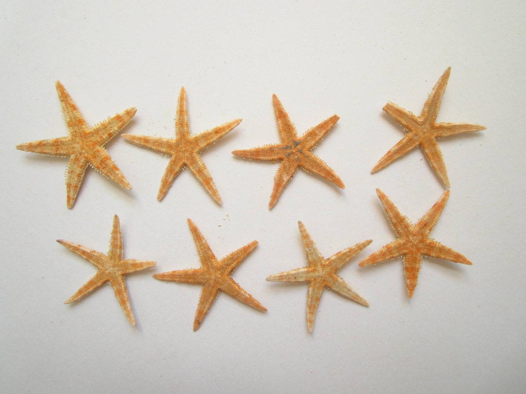 Philippine Tan Starfish Imperfect-set of 50-starfish - Etsy