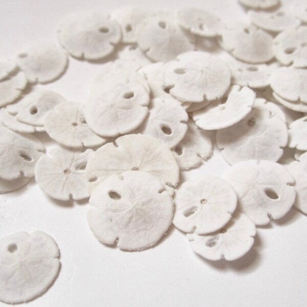 Starfish Sand Dollar - Etsy