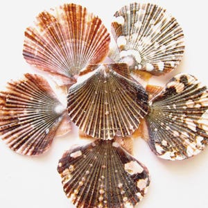 Flat Scallop Shells-shell Bulk-seashell Supplies-scallop Shells for ...