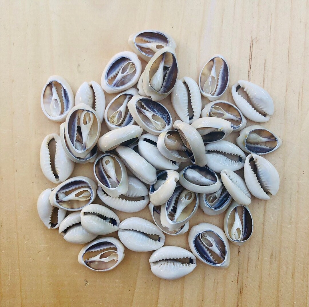 Cowrie Shells-crafting Shells-natural Shells-jewerly Supplies-shells ...