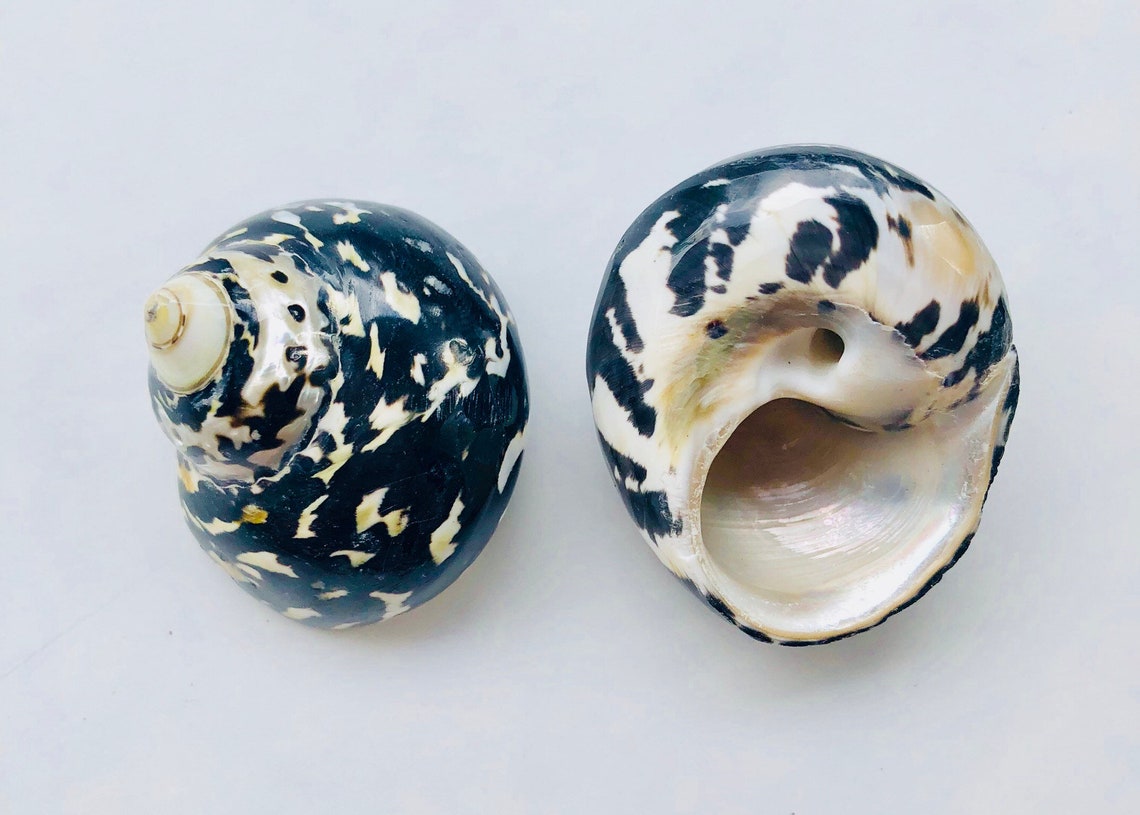 Magpie Shell-1.5-2black and White Turbo Shell-polished - Etsy