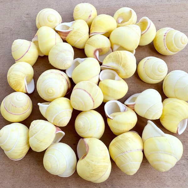 Yellow Seashells - Etsy
