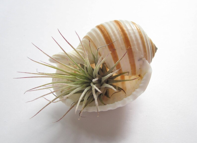 Air Plant Sea Shell Terrarium-housewarming Gift-air Plant - Etsy