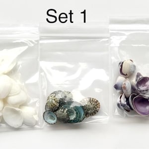 Small Seashell Mix: Deluxe Beach Wedding Decor, Craft Supplies - Etsy