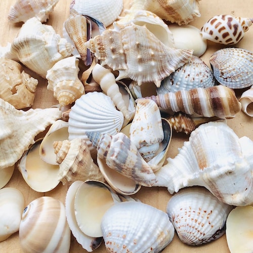 White Sea Shell Mix Beach Wedding Decor Sea Shells Bulk Bag of - Etsy