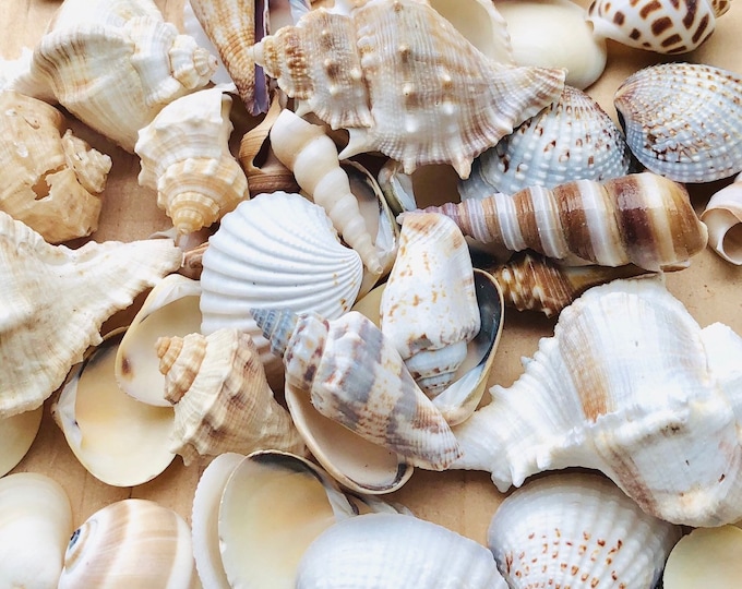 Small Shell Mix-1/43/4tiny Shell Mix-craft Seashells-small Seashells ...