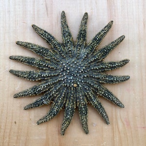 Mexican Sunflower Starfish-sea Star-wedding Decor-unique Starfish-23 ...