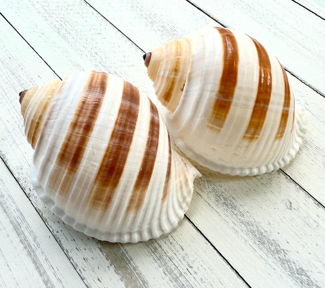 Tonna Sulcosa Shell 3-4”-sea Shells for Crafting-tona Sea Shells-beach ...