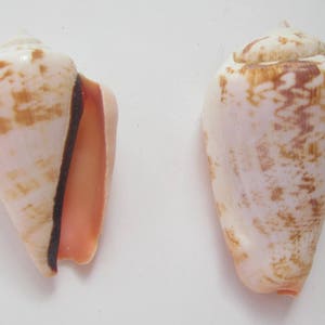 Strawberry Strombus-5 Pieces-sea Shell Bulk-conch Shell-beach Wedding ...