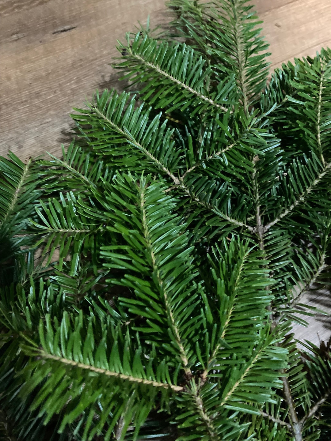 Fresh Balsam Fir Tips - Etsy
