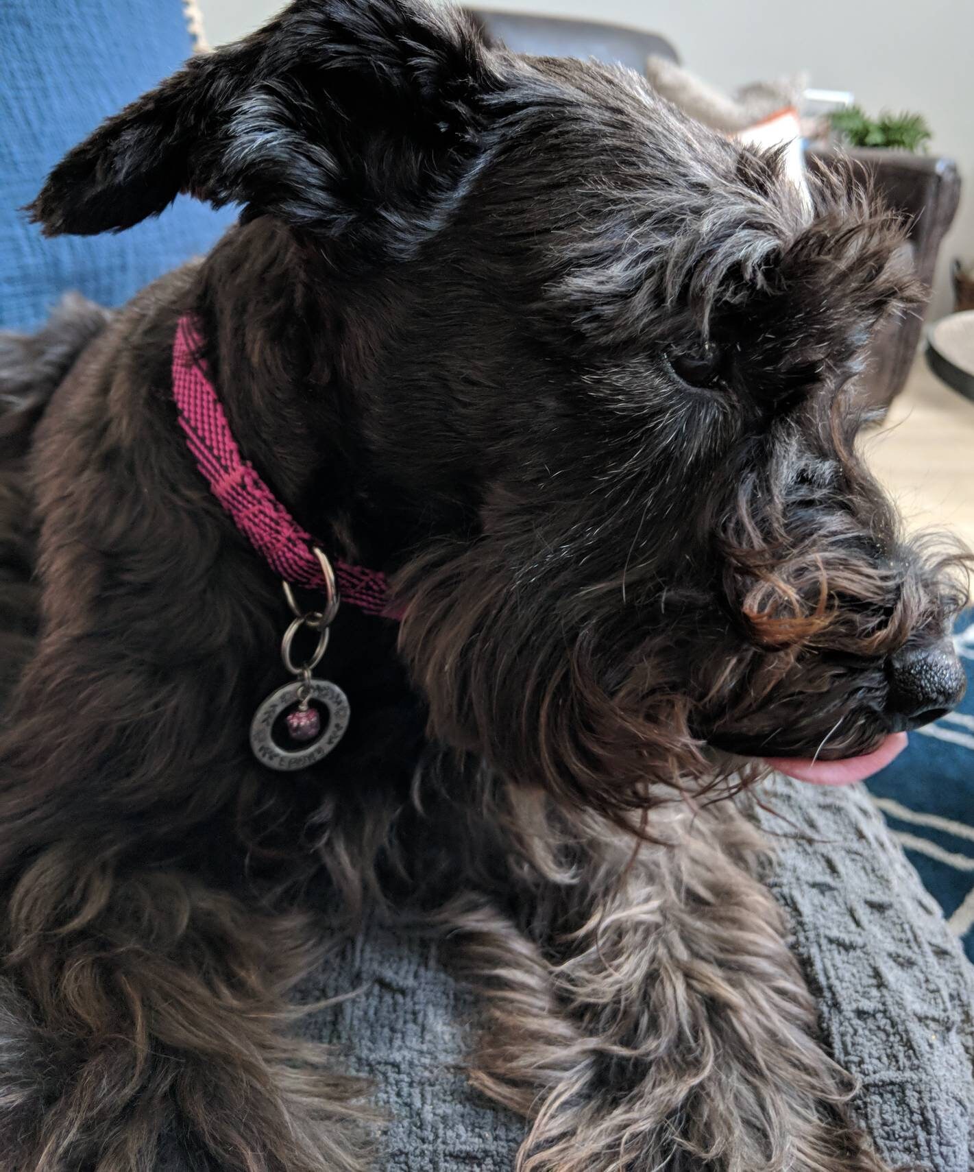 Girl Dog Tag - Pet Name Tag - Dog Name Tag With Flowers and Crystal ...