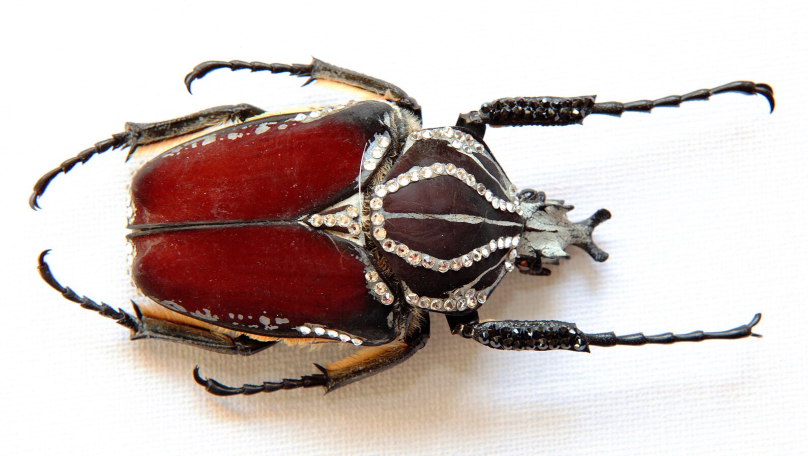 Real Taxidermy Goliath Beetle Hand-Decorated with Swarovski | Etsy