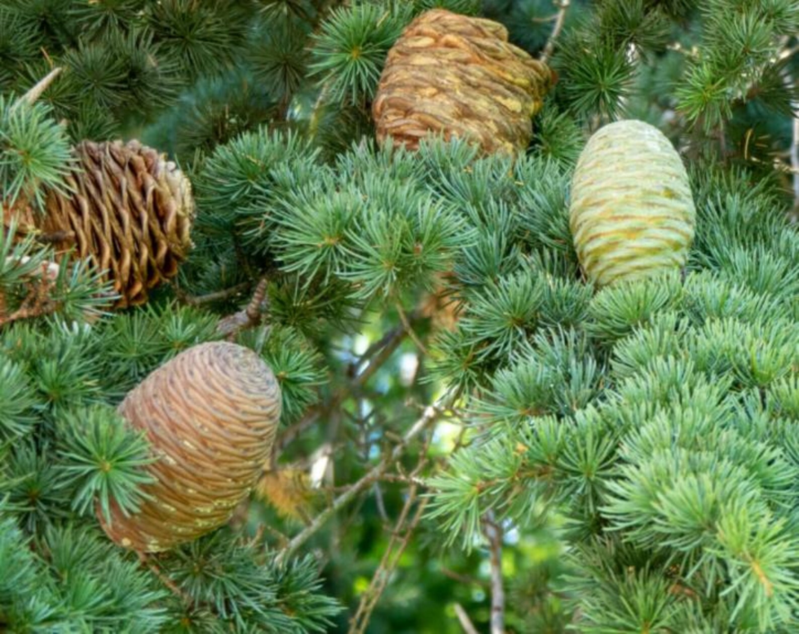Atlas Cedar Cone Scales - Etsy