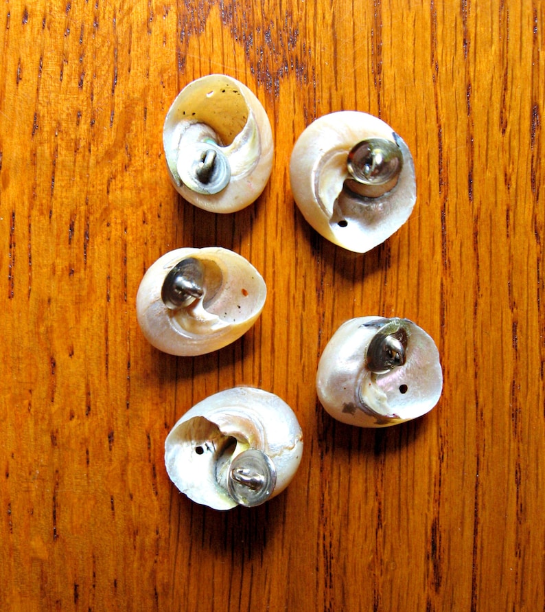 Antique Sea Shell Buttons | Etsy