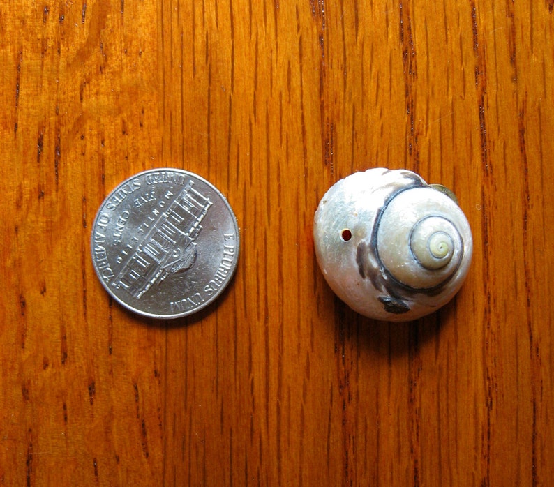 Antique Sea Shell Buttons | Etsy