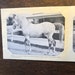 Vintage Frisch's Big Boy Farm Souvenir Photos of Cattle, Show Horse ...