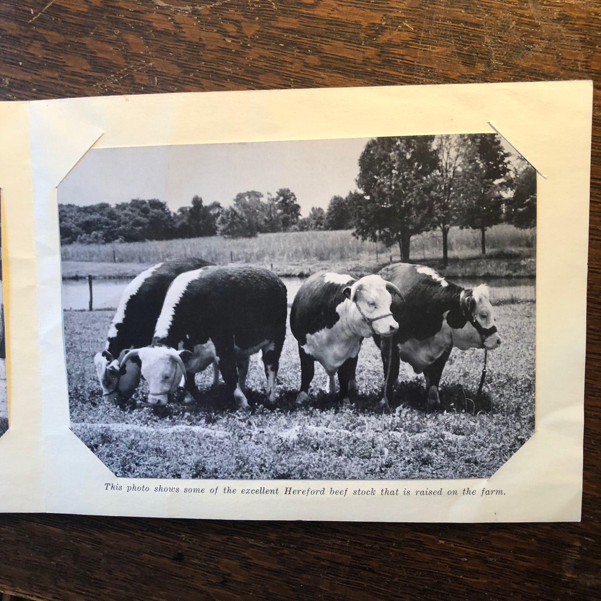 Vintage Frisch's Big Boy Farm Souvenir Photos of Cattle, Show Horse ...