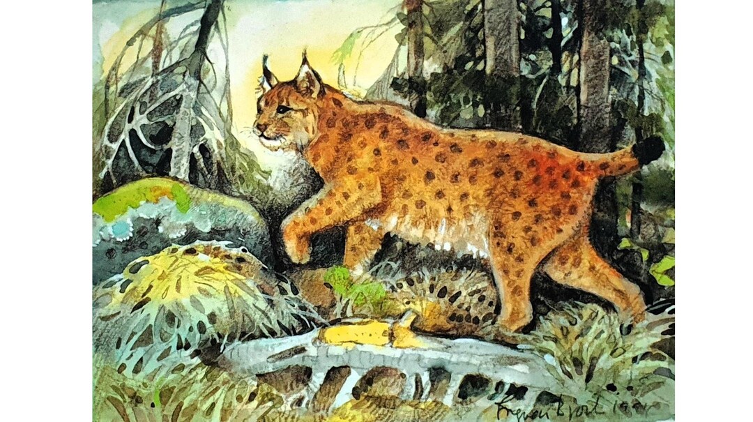 Lynx Postcard Artist Ingvar Björk Animal Forest Nature Wildcat Nordic ...