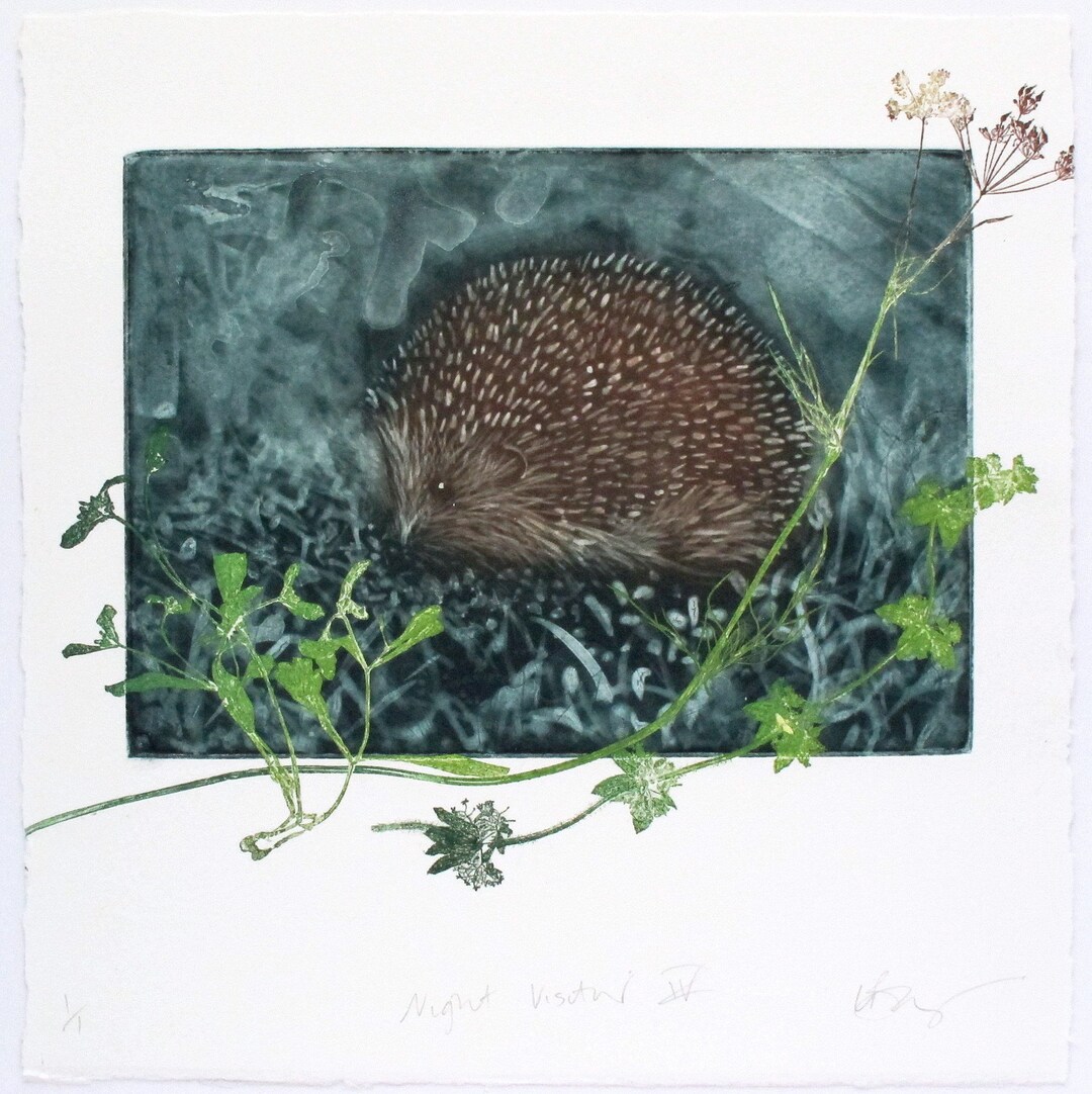 Hedgehog Print by Lynn Bailey. Silk Aquatint or Silk Mezzotint. Fnight ...
