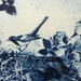 Magpies and Treasure. Bird Print in Blue. Photo Etching Limited Edition ...