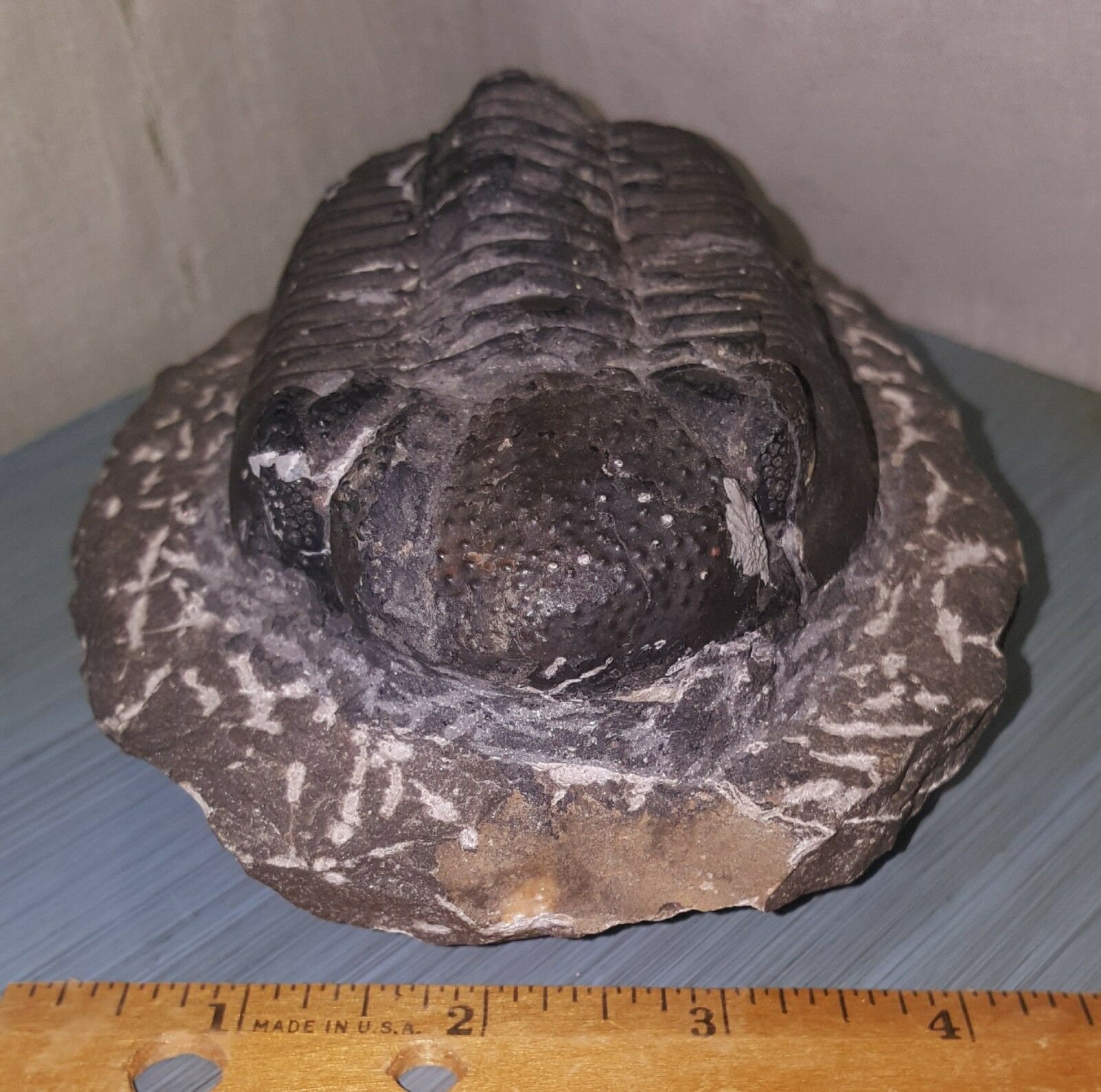 Devonian Fossil Trilobite Morocco BIG 5.25" X 3" Morocco BIG Specimen ...