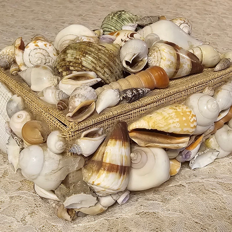 Seashell Box - Etsy