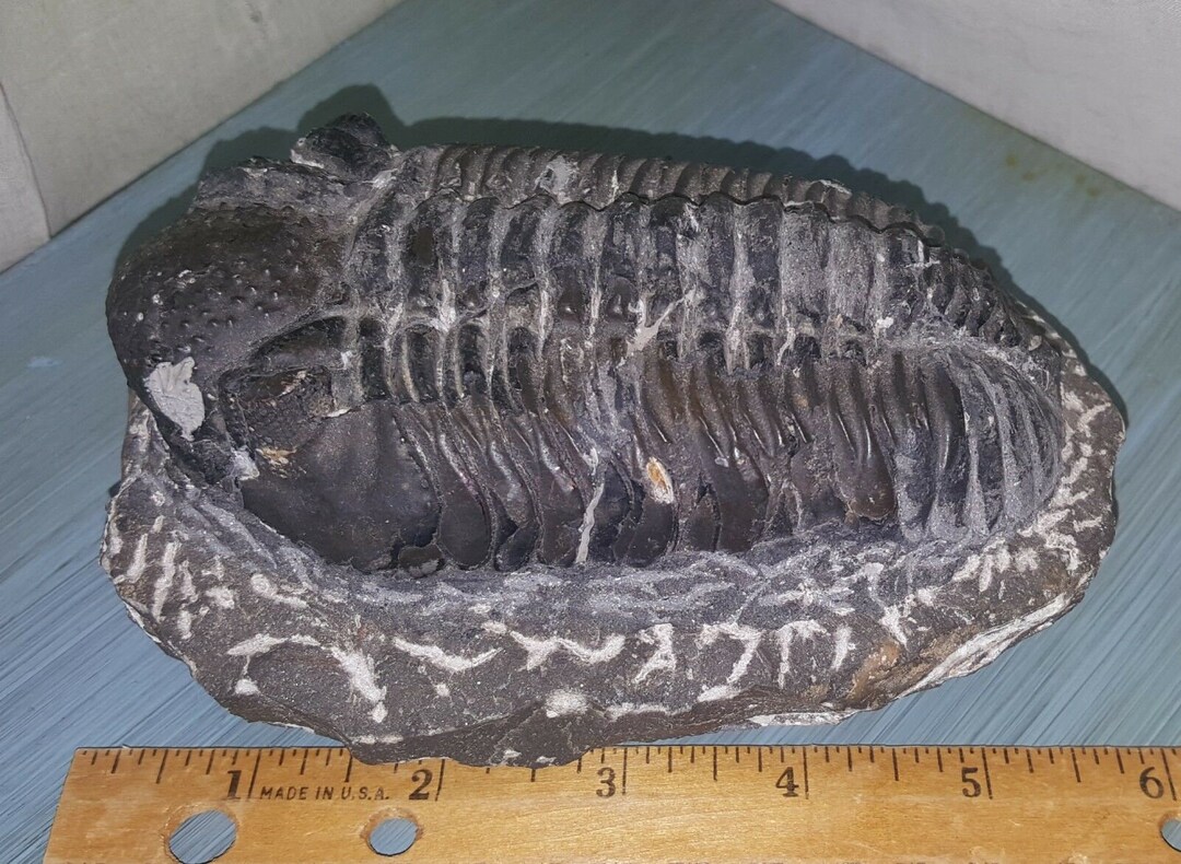 Devonian Fossil Trilobite Morocco BIG 5.25" X 3" Morocco BIG Specimen ...