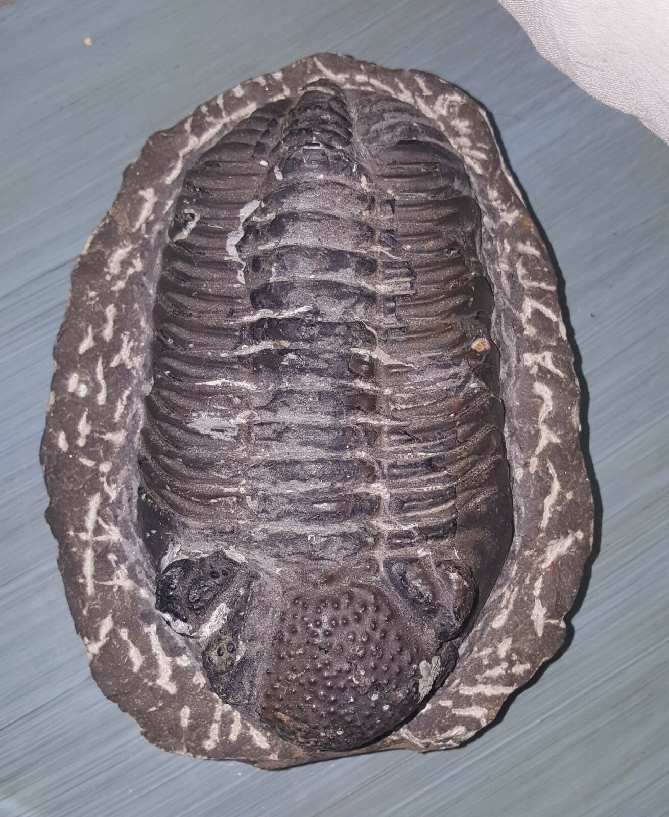 Devonian Fossil Trilobite Morocco BIG 5.25" X 3" Morocco BIG Specimen ...