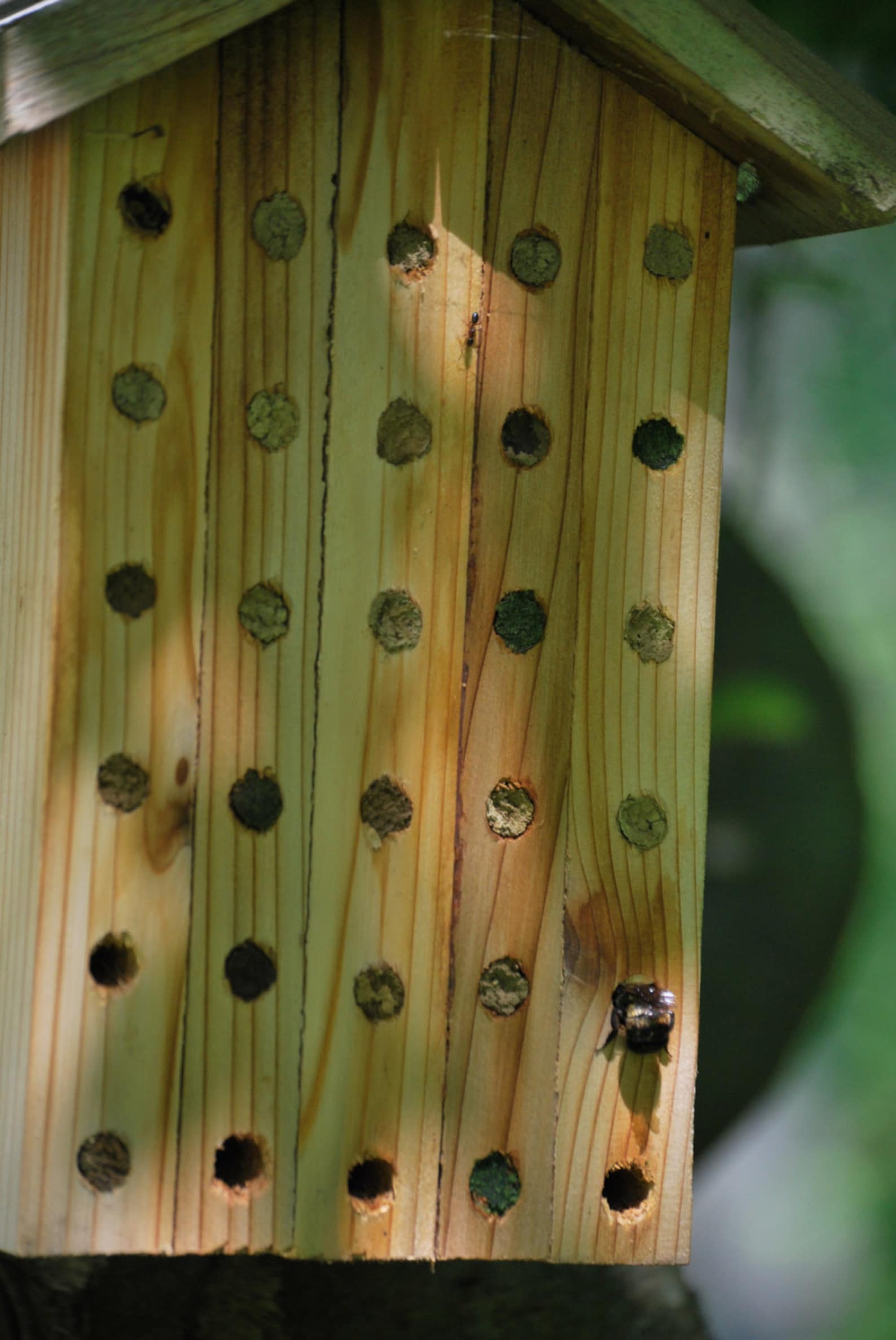 Solitary Bee Houses - Cedar or Bamboo/pine - Etsy
