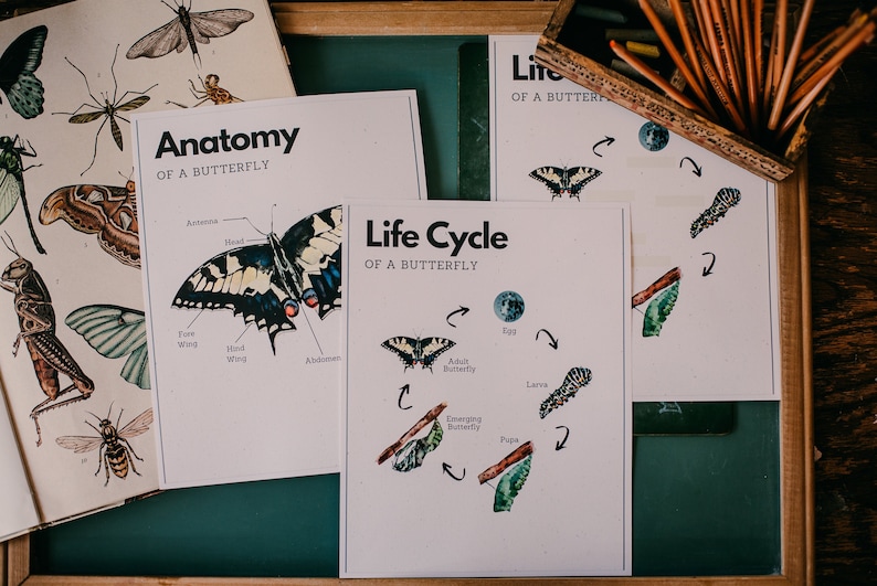 Life Cycle Unit Study Digital Download - Etsy