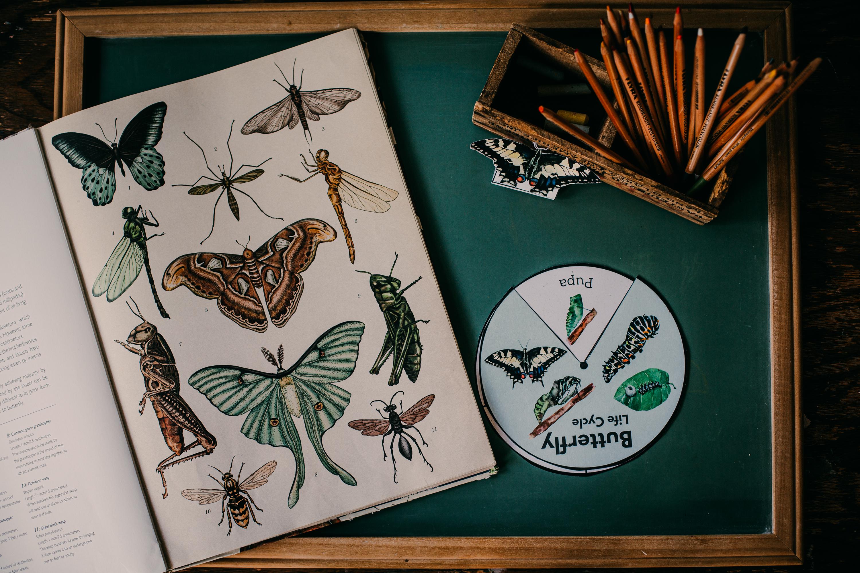 Unit Studies MEGA BUNDLE!! - Etsy