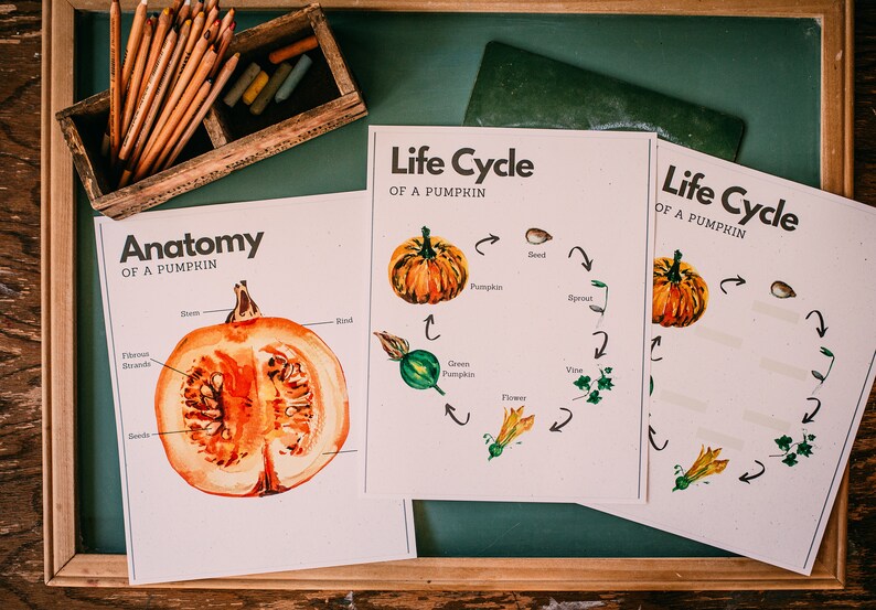 Life Cycle Unit Study Digital Download - Etsy