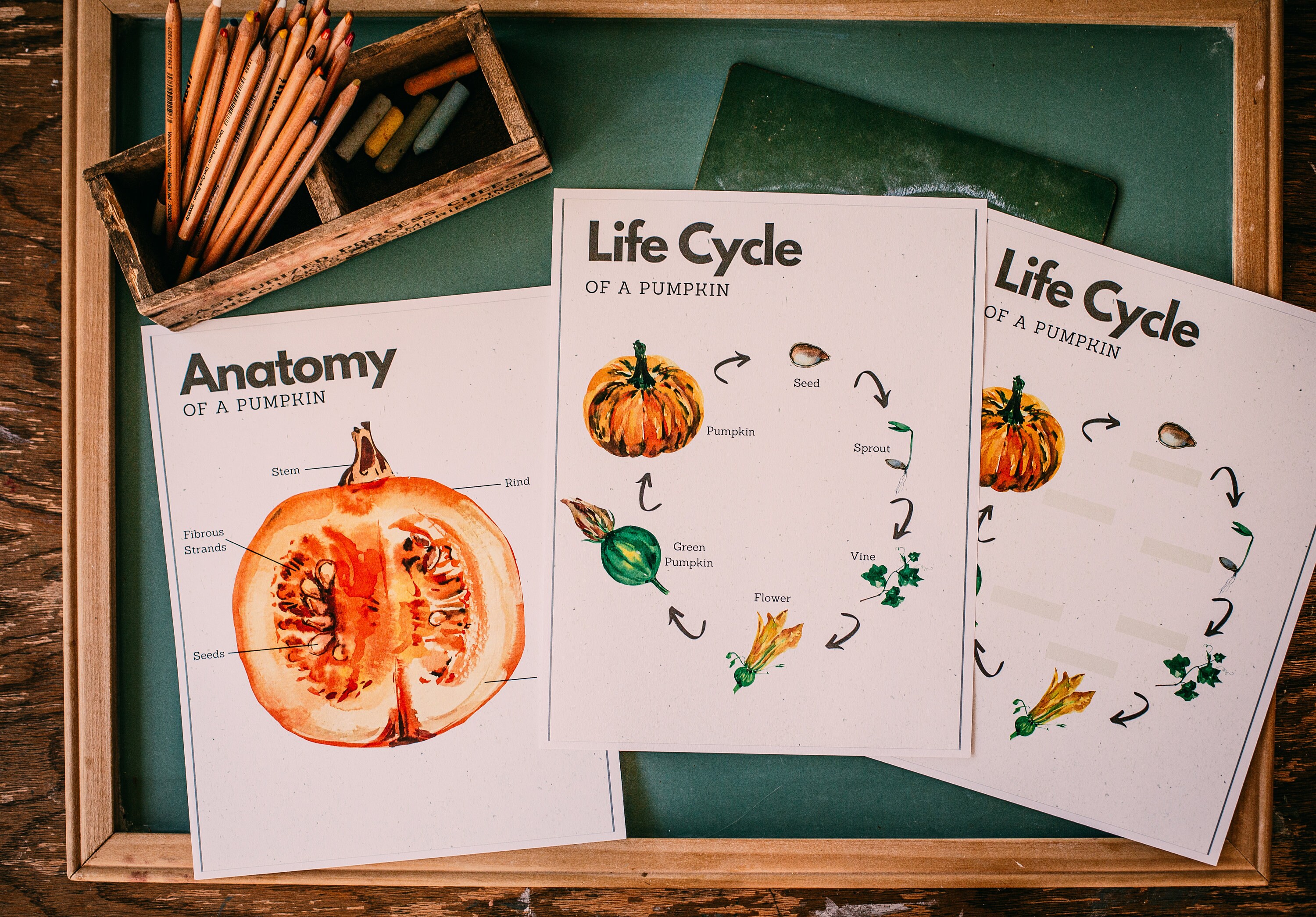 Life Cycle Unit Study Digital Download - Etsy