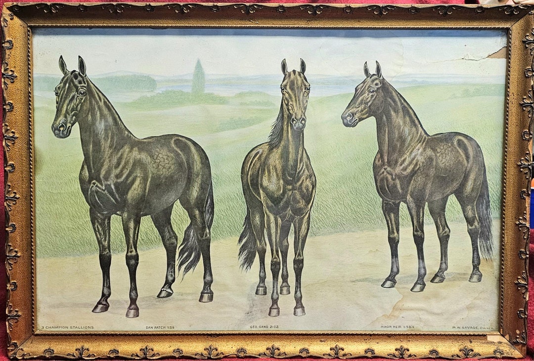 Dan Patch, Geo Gano, Minor Heir Original 3 Champion Stallions Pacer ...