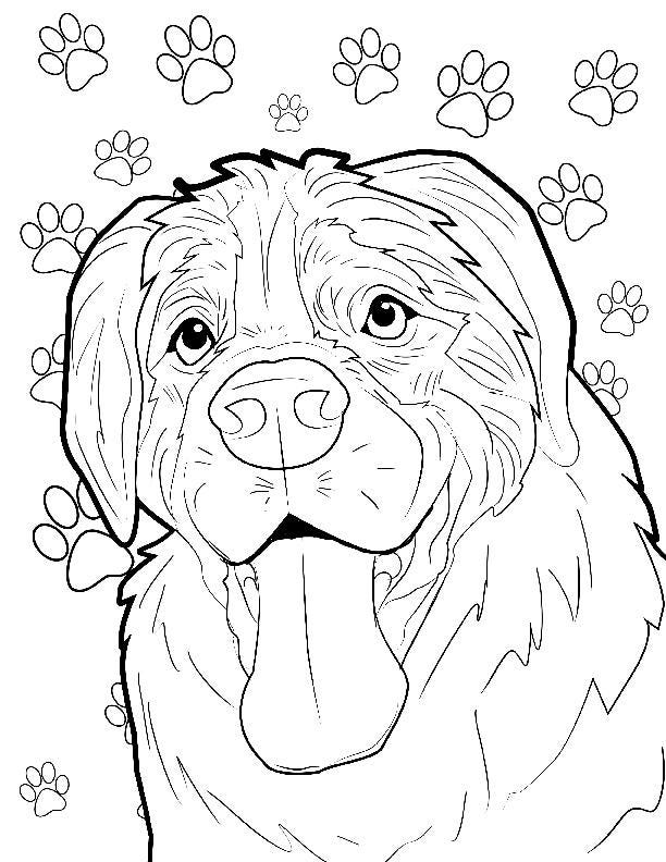 Dog Coloring Page -saint Bernard- St Bernard - Etsy
