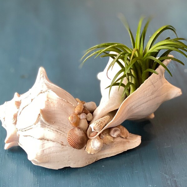 Seashell Decor - Etsy