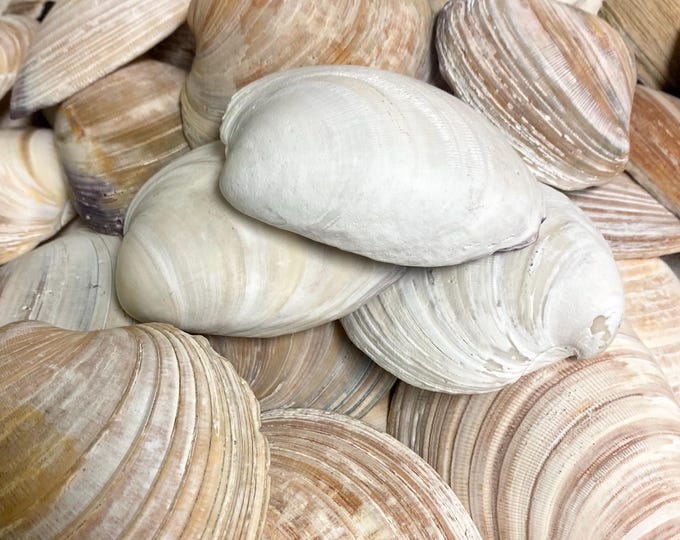 Atlantic Clam Shell, or Quohog Shell. Set of 10 Shells Collected ...