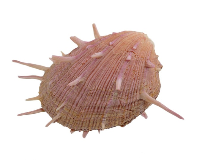 Green Turbo Shells 1.5 Teal Seashells Rough Green Turban Shells 12 ...