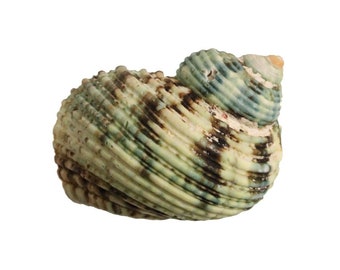 Green Turbo Shell | Etsy