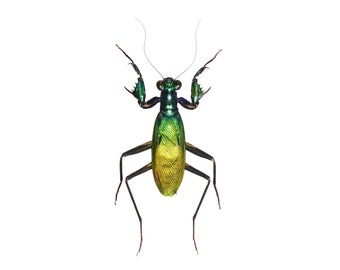 Iridescent Bark Mantis - Etsy