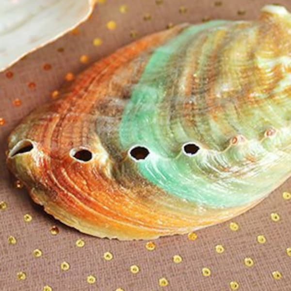Rainbow Shell - Etsy